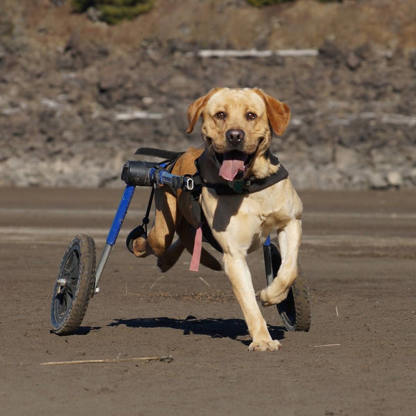 Rollwagen Fur Hunde Gebraucht